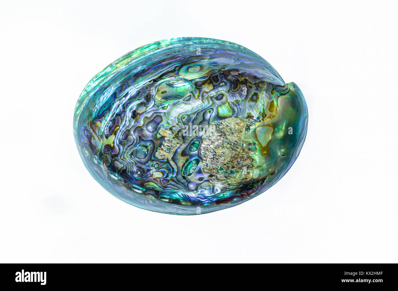 Haliotis Iris Banque d'image et photos - Alamy