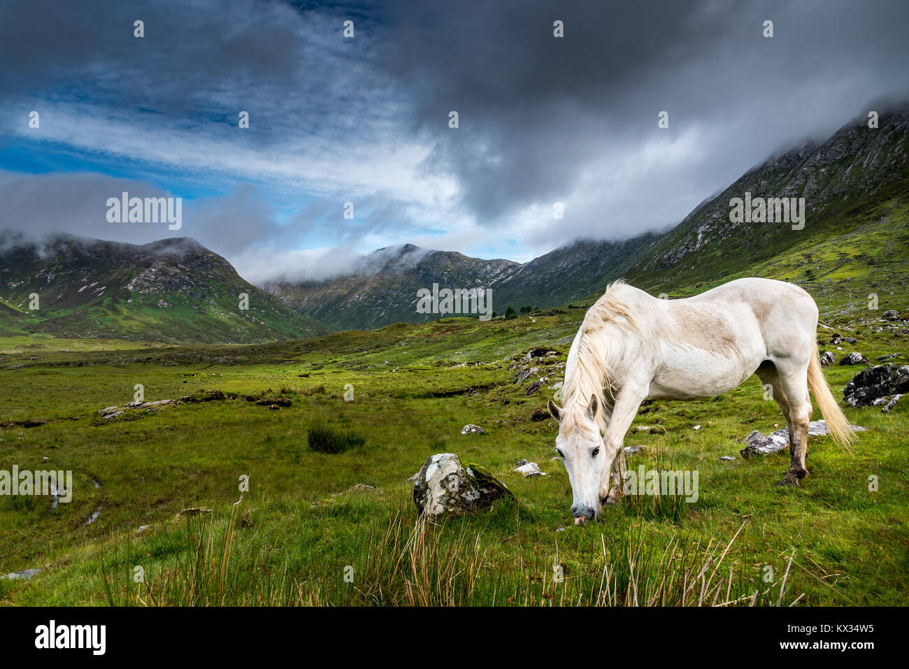 Poney du connemara Banque de photographies et d’images à haute ...