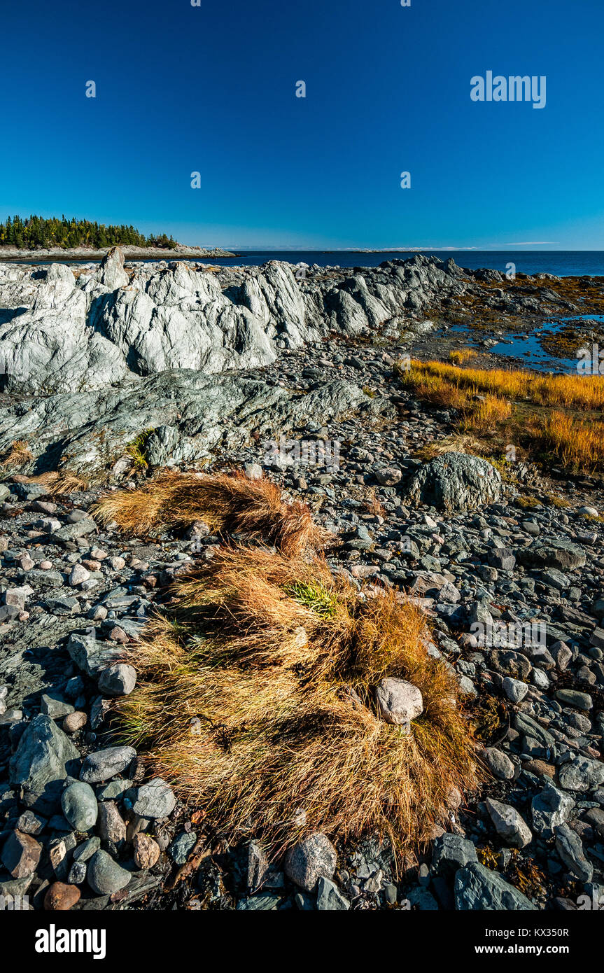 Algues de plage qui poussent sur les rochers Banque de photographies et ...