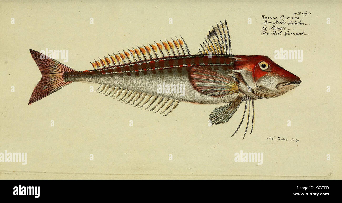 Ce travail de D. Marcus Elieser Bloch fournit une étude approfondie des ...