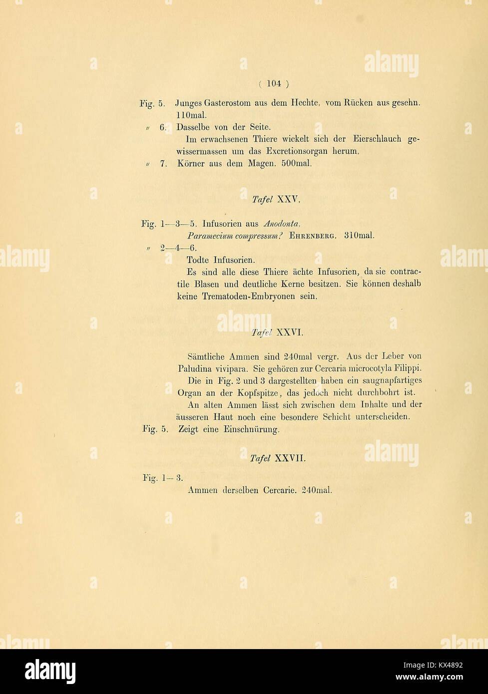 Vers intestinaux Banque de photographies et d’images à haute résolution ...