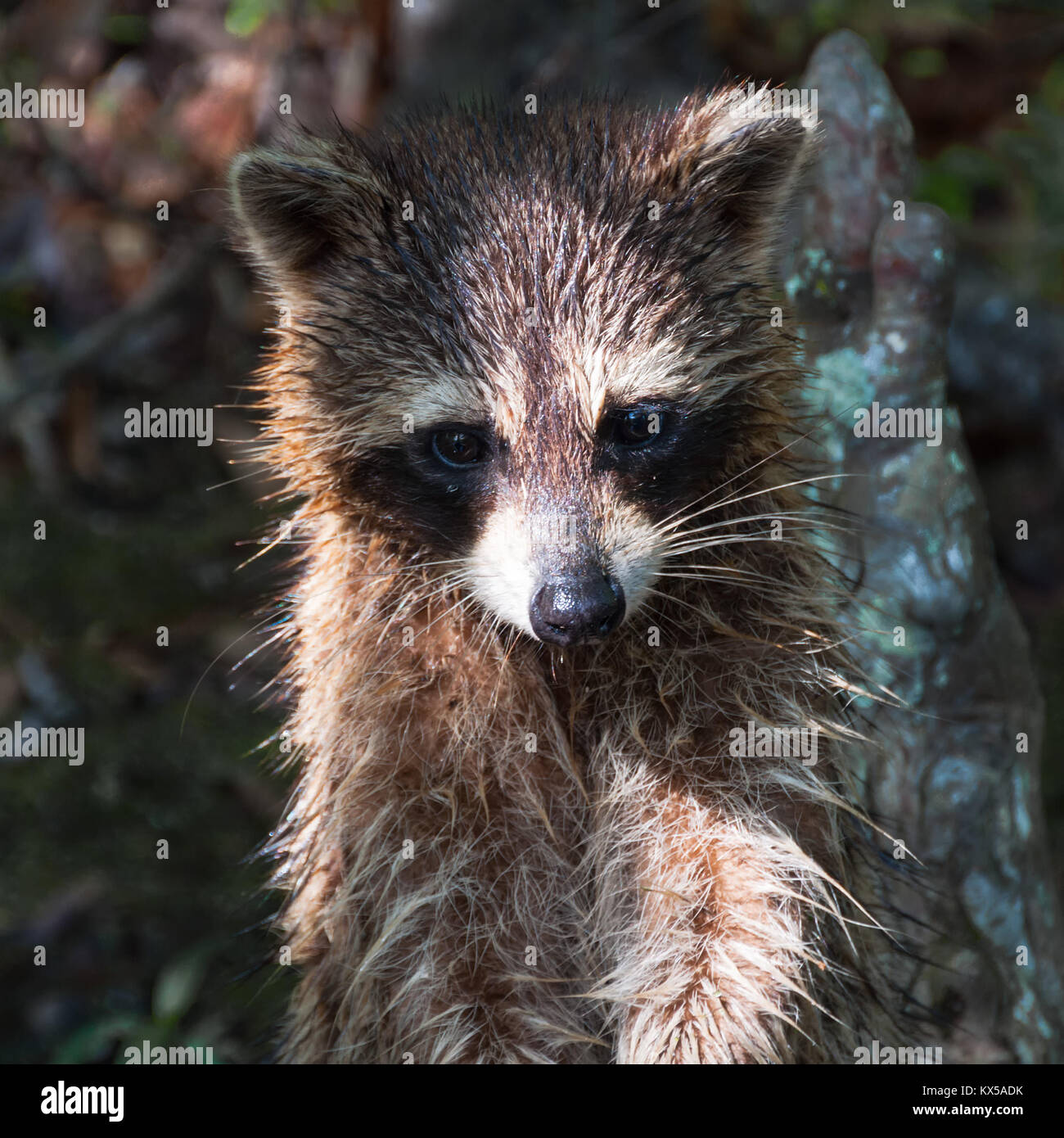 Gros raton laveur Banque de photographies et d’images à haute ...