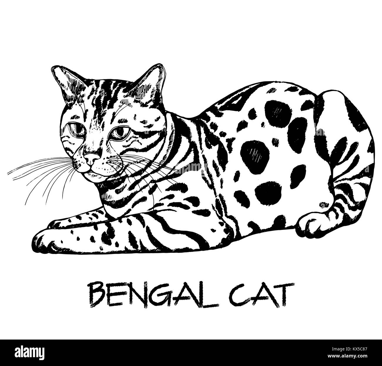 Illustration bengal cat Banque de photographies et d’images à haute ...