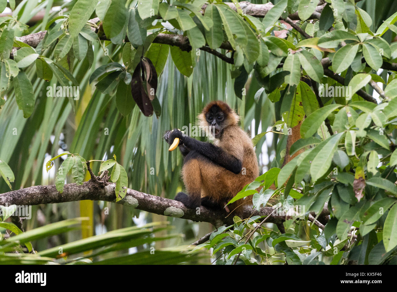 Singe araignée de Geoffroy (Ateles geoffroyi), ou singe araignée aux ...