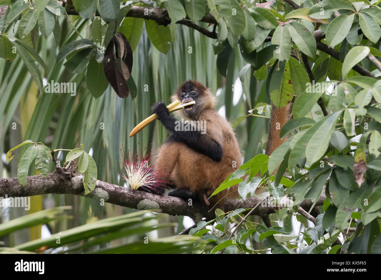 Singe araignée de Geoffroy (Ateles geoffroyi), ou singe araignée aux ...