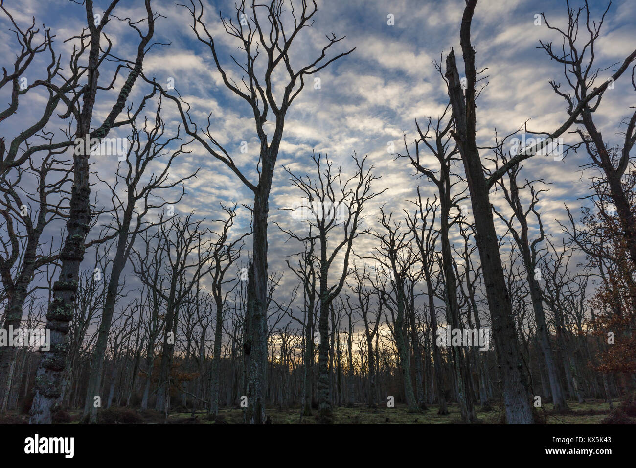 Les arbres morts Banque de photographies et d’images à haute résolution ...
