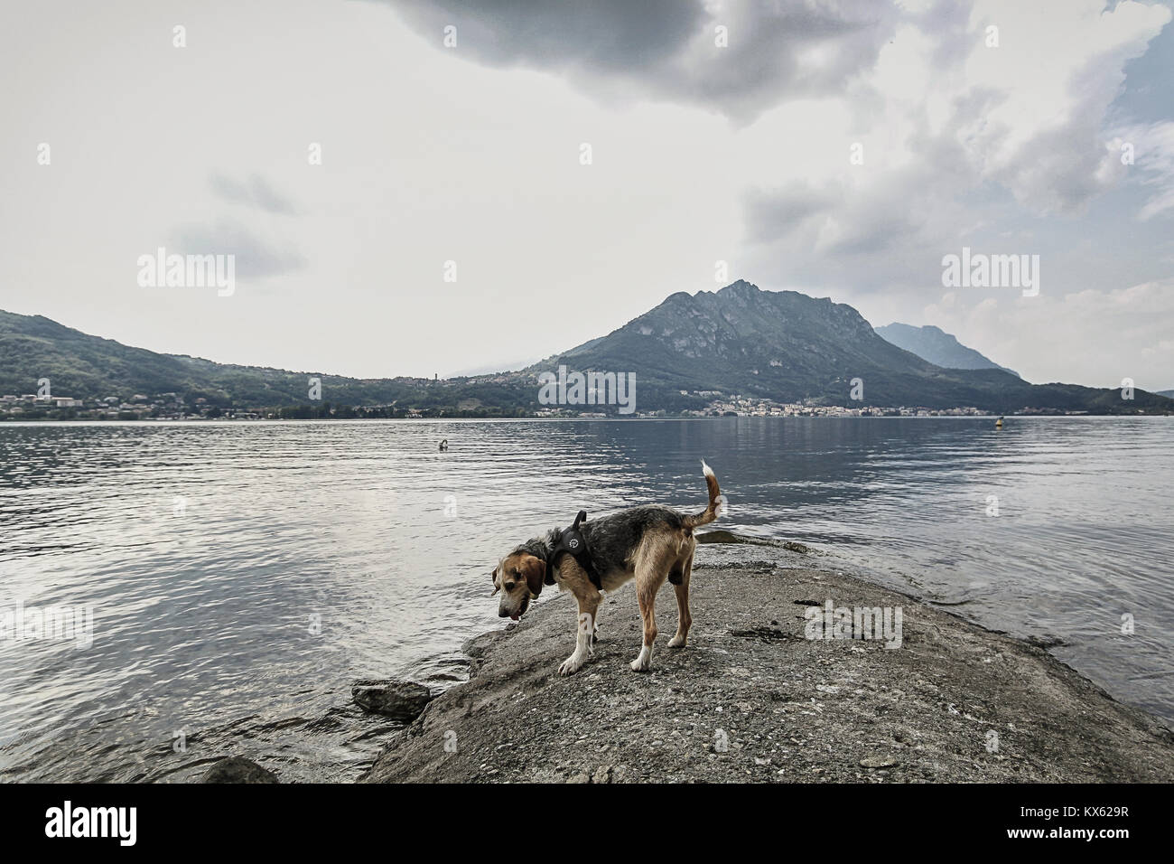 Paysages de chien Banque de photographies et d’images à haute ...