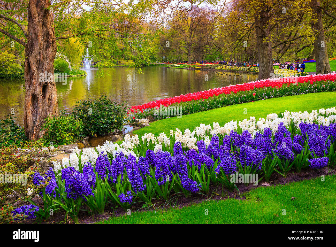 Beau paysage de printemps, le jardin de Keukenhof spectaculaire avec ...