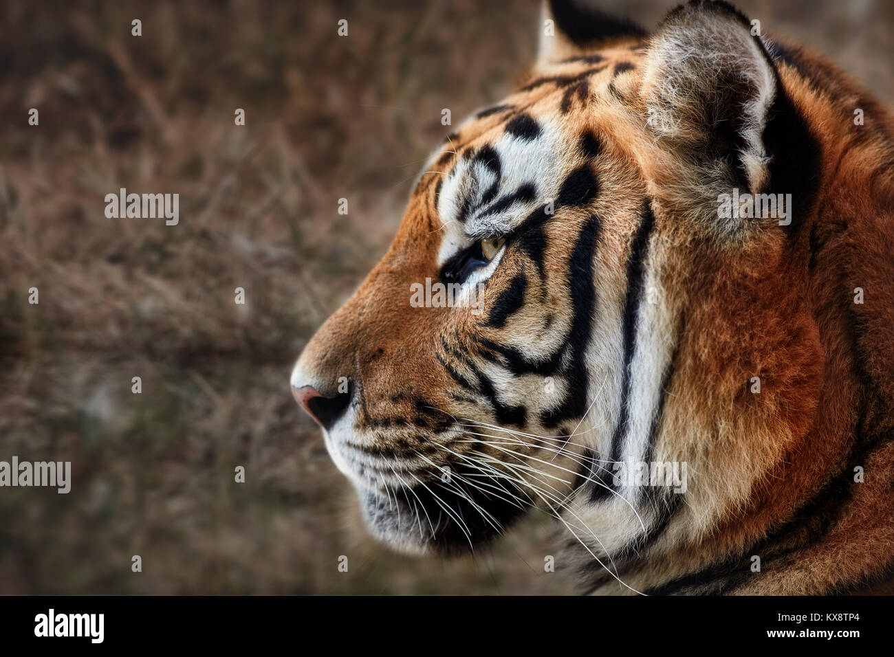 Tiger, portrait d'un tigre Photo Stock - Alamy