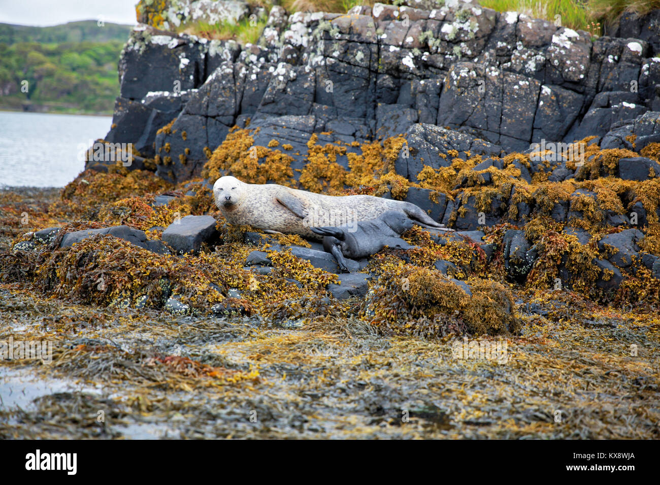 Beaux phoques Banque de photographies et d’images à haute résolution ...
