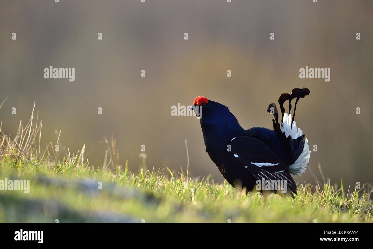 Birkhuhn, tétras (Tetrao tetrix), (Lyrurus tetrix blackgame). Close up ...