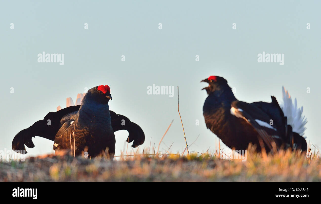 Birkhuhn, tétras (Tetrao tetrix), (Lyrurus tetrix blackgame). Close up ...