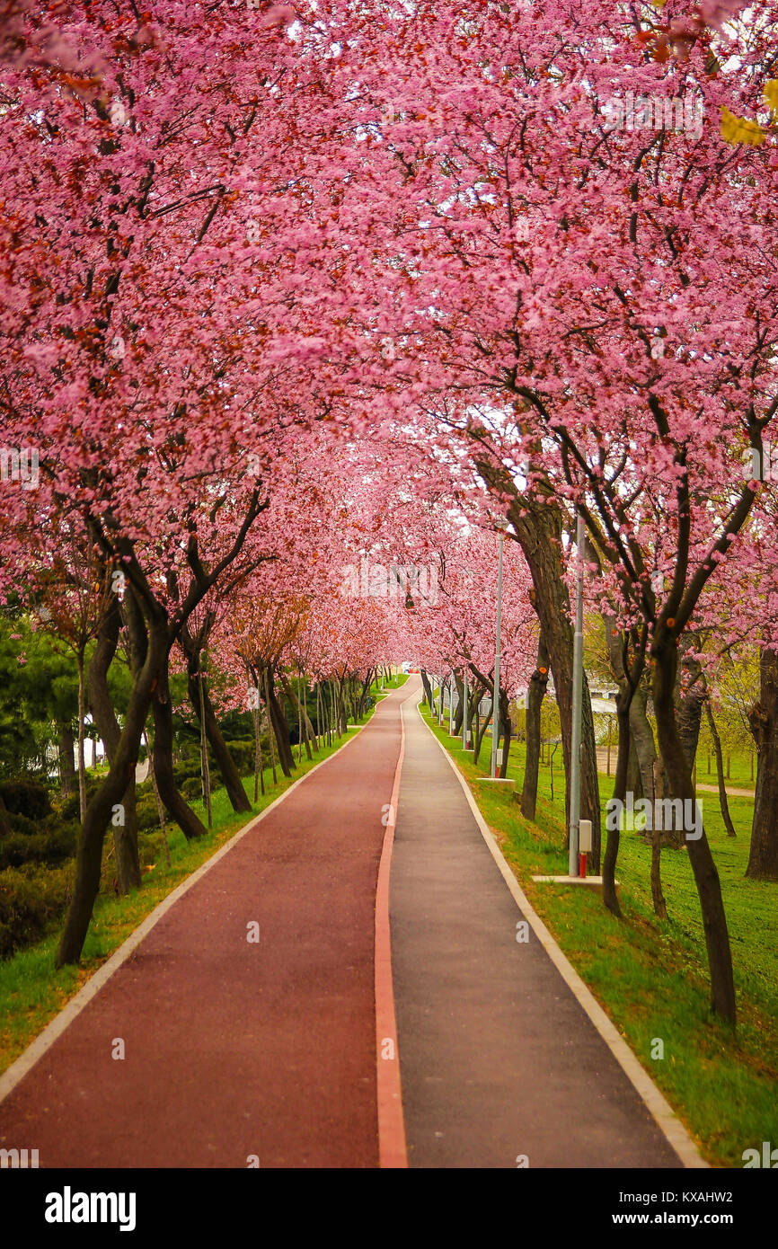 Beau paysage avec une allée couverte de branches parc rempli de fleurs ...