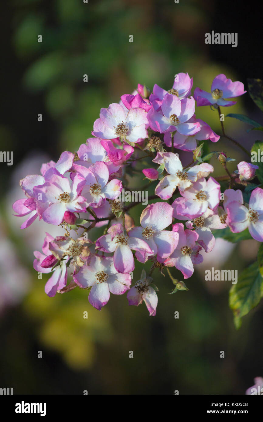 Rosa ballerina Banque de photographies et d’images à haute résolution ...