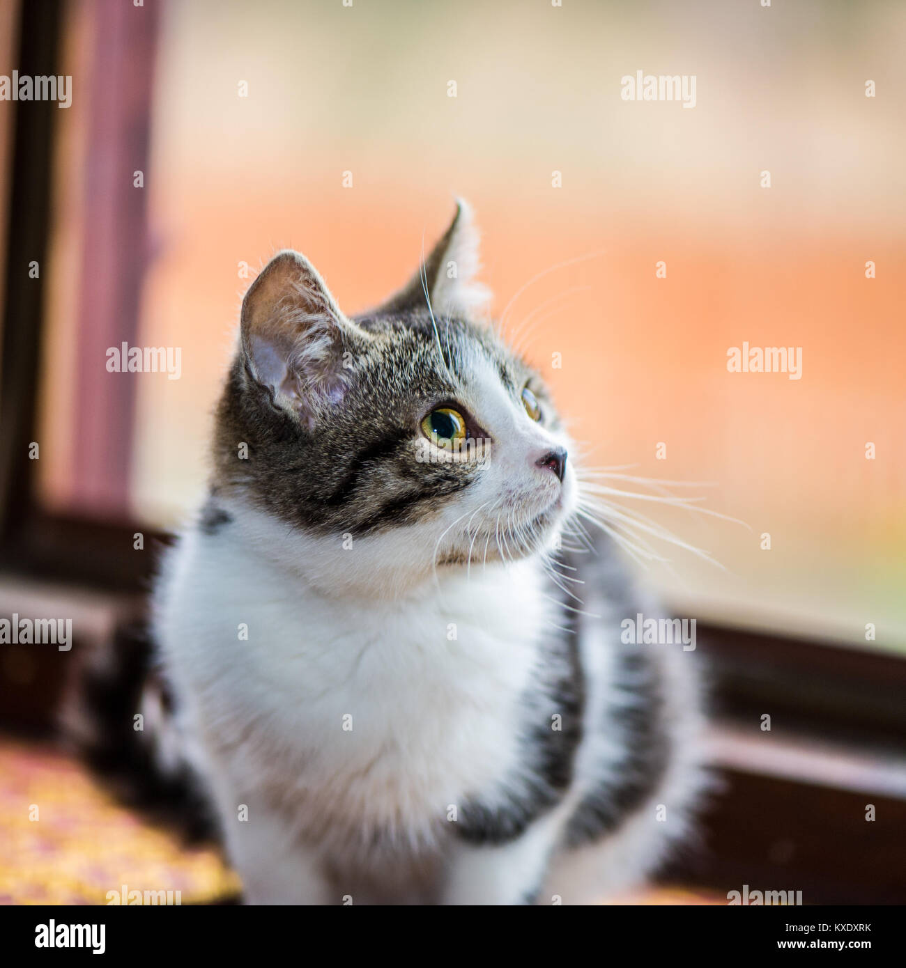 Chaton est assis à la fenêtre ouverte, libre. Le chaton a l'air ...
