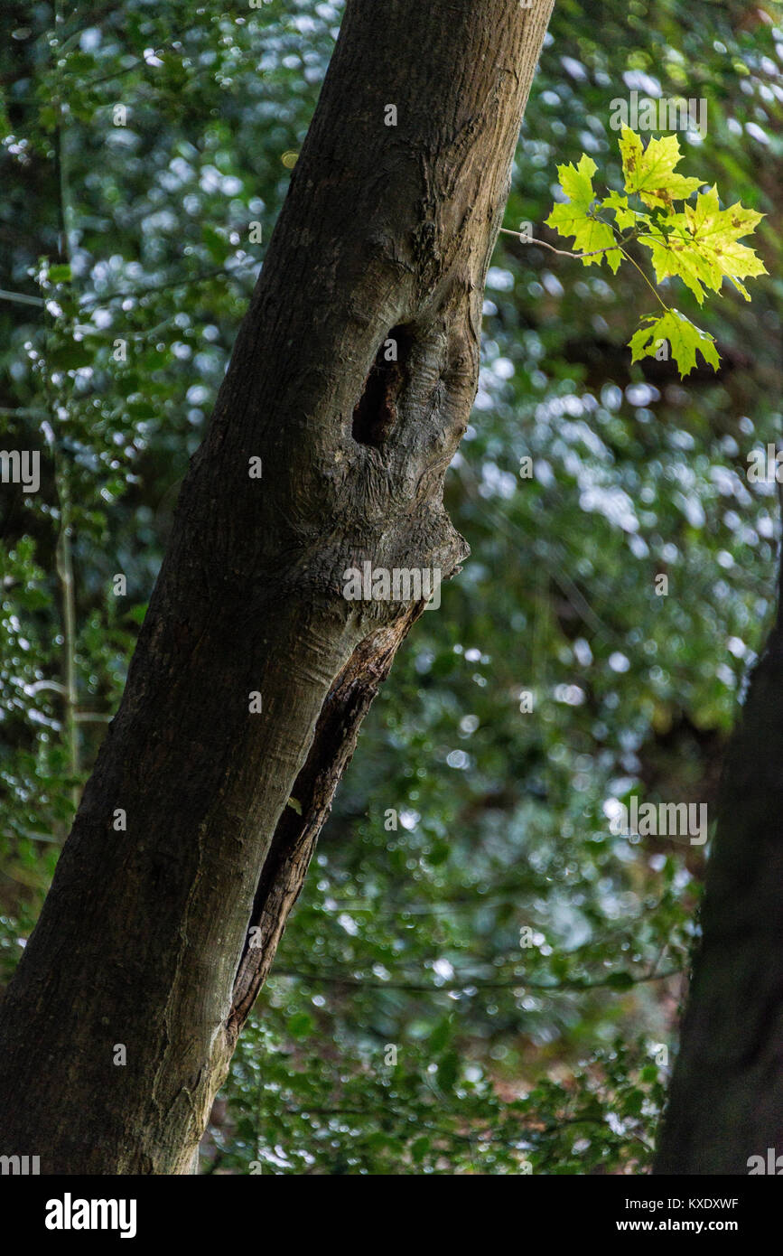Screaming tree Banque de photographies et d’images à haute résolution ...