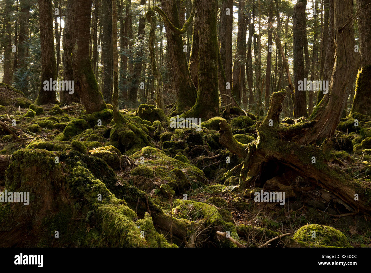 Aokigahara forest japan Banque de photographies et d’images à haute ...