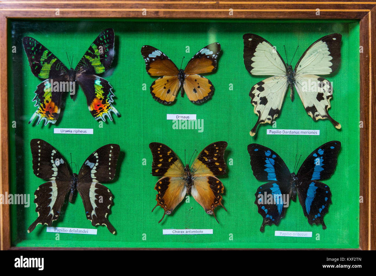 Papillon de madagascar Banque de photographies et d’images à haute ...