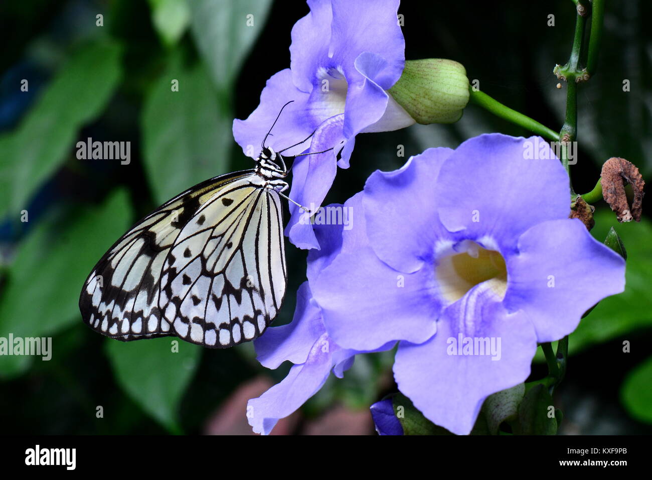 Papillon nymphe arbre blanc Banque de photographies et d’images à haute ...