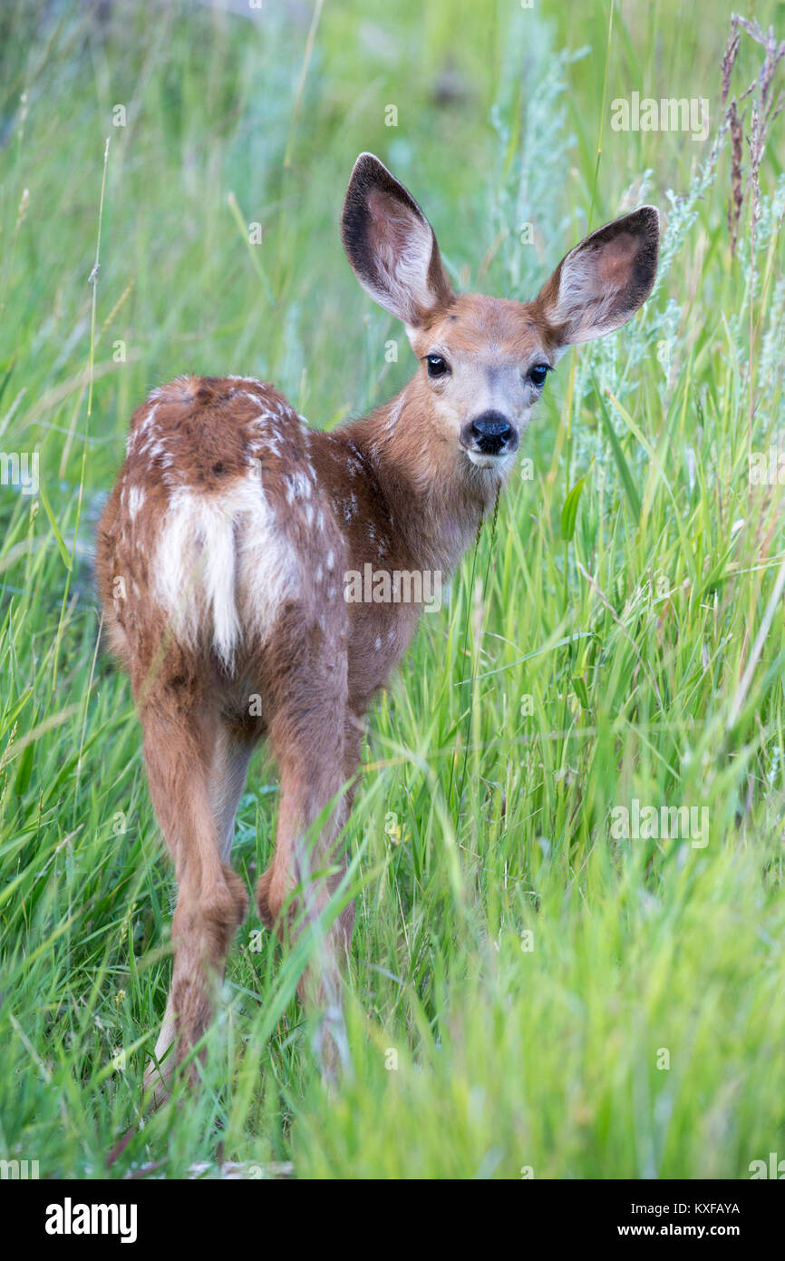 Le Cerf mulet (Odocoileus hemionus) fauve Photo Stock - Alamy