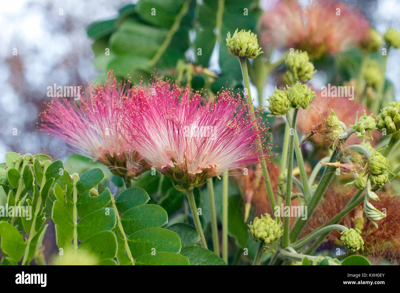 Mimosa rose Banque de photographies et d’images à haute résolution - Alamy