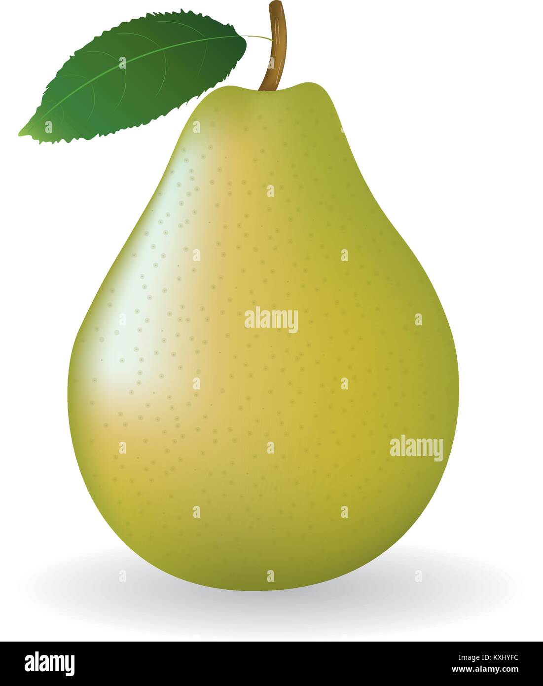 Poire williams Banque d'images vectorielles - Alamy