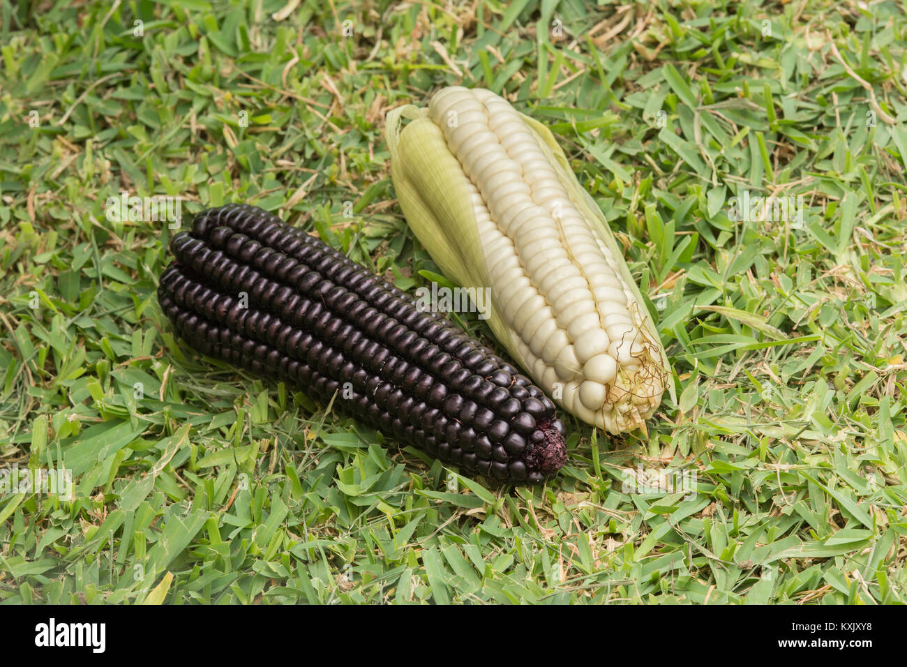 Maiz morada Banque de photographies et d’images à haute résolution - Alamy