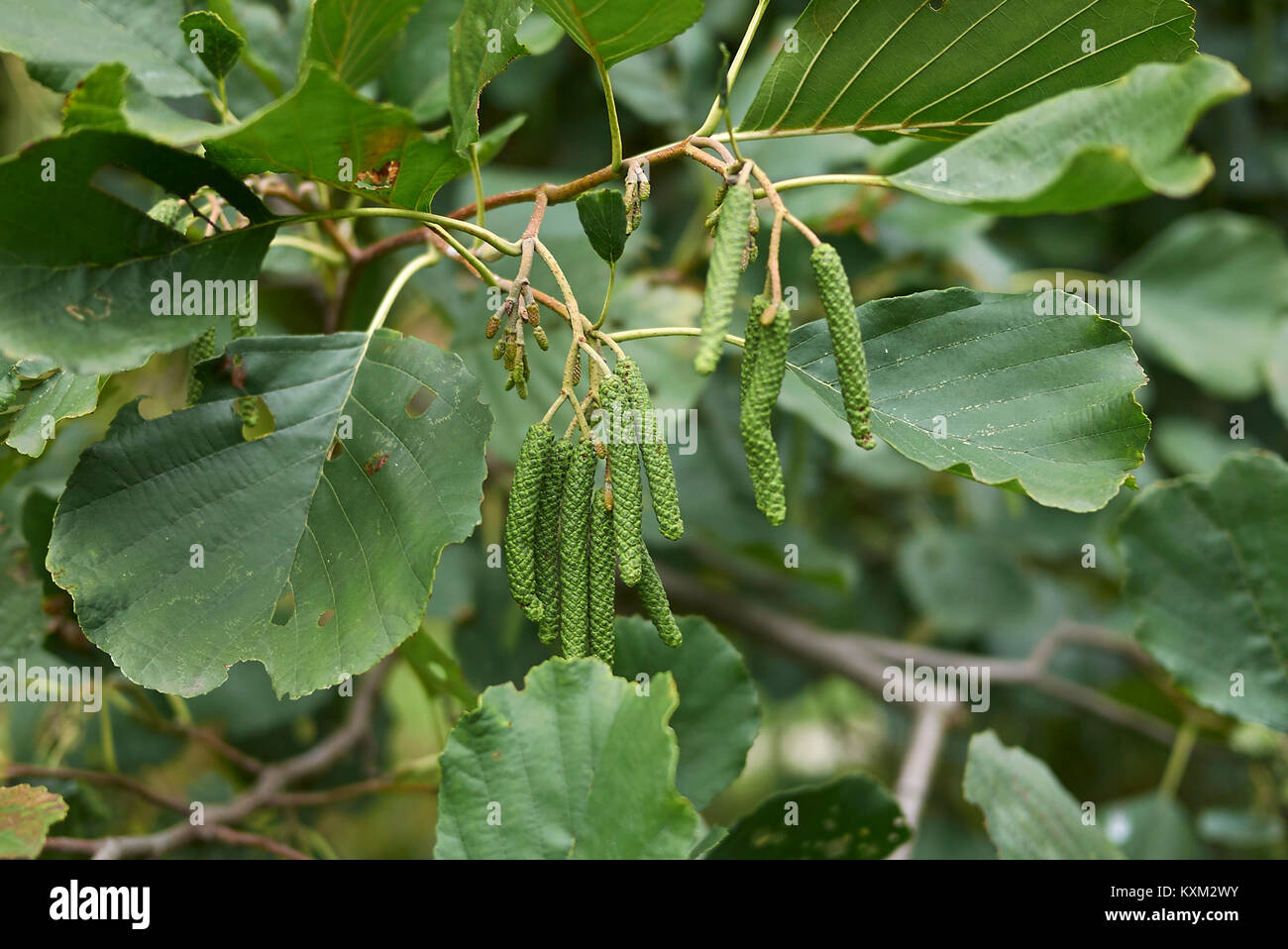 Common alder alnus glutinosa seed Banque de photographies et d’images à ...