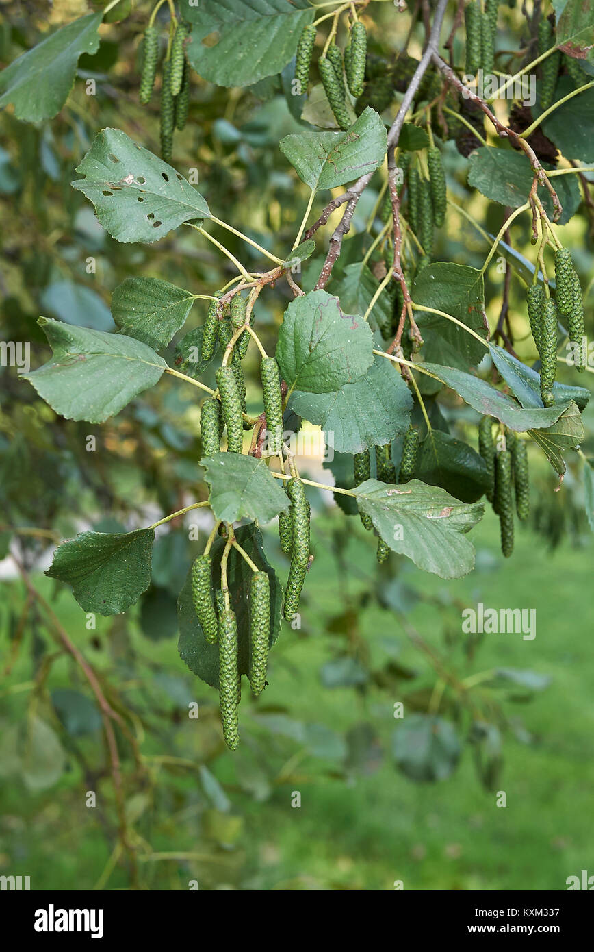 Common alder alnus glutinosa seed Banque de photographies et d’images à ...