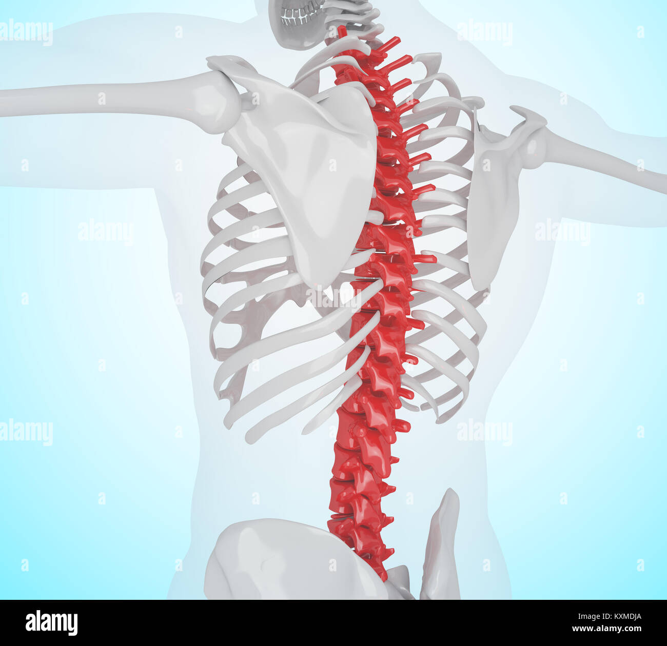 Illustration 3d. Squelette humain avec les maux de dos, l'Anatomie du ...