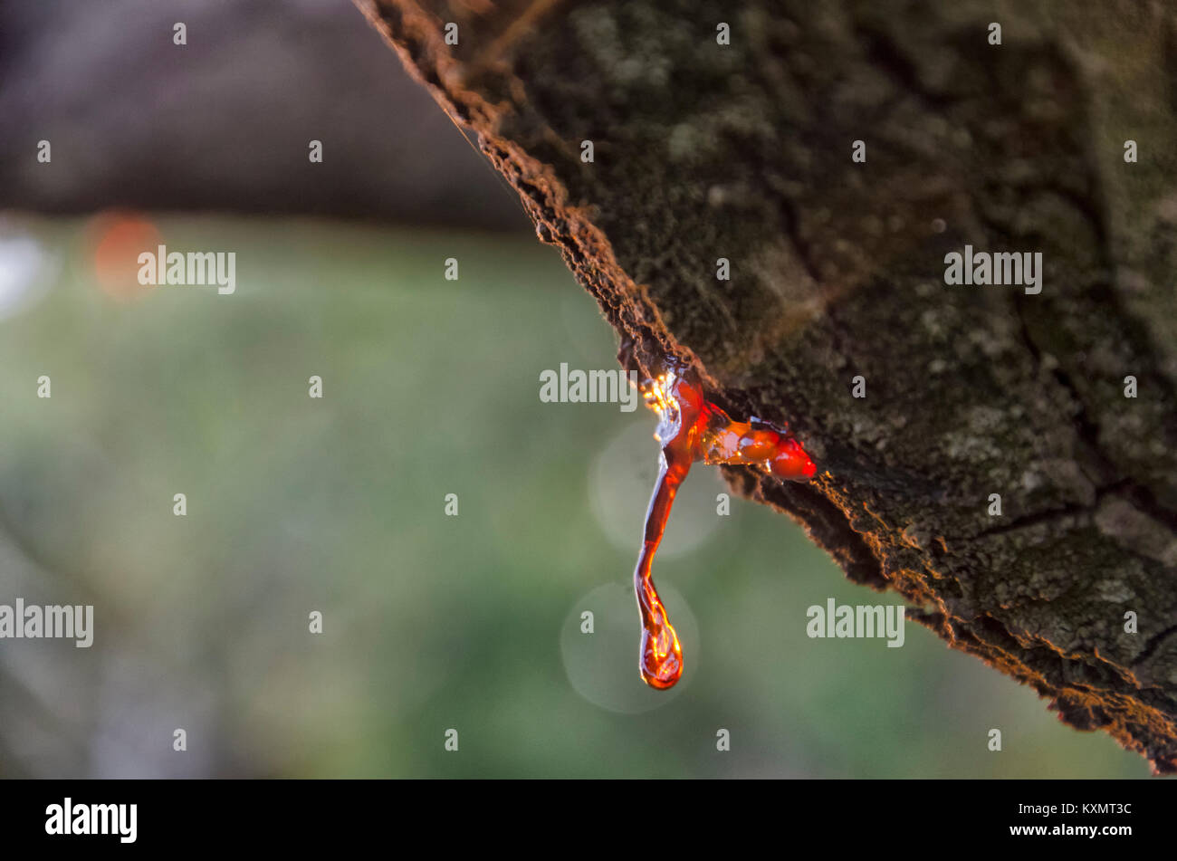 Vegetable resin Banque de photographies et d’images à haute résolution ...