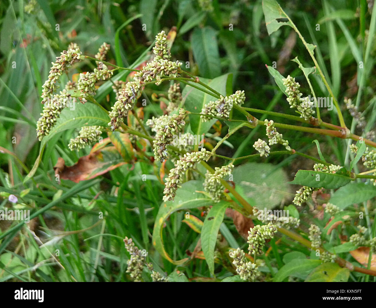 Ampfer knoterich Banque de photographies et d’images à haute résolution ...