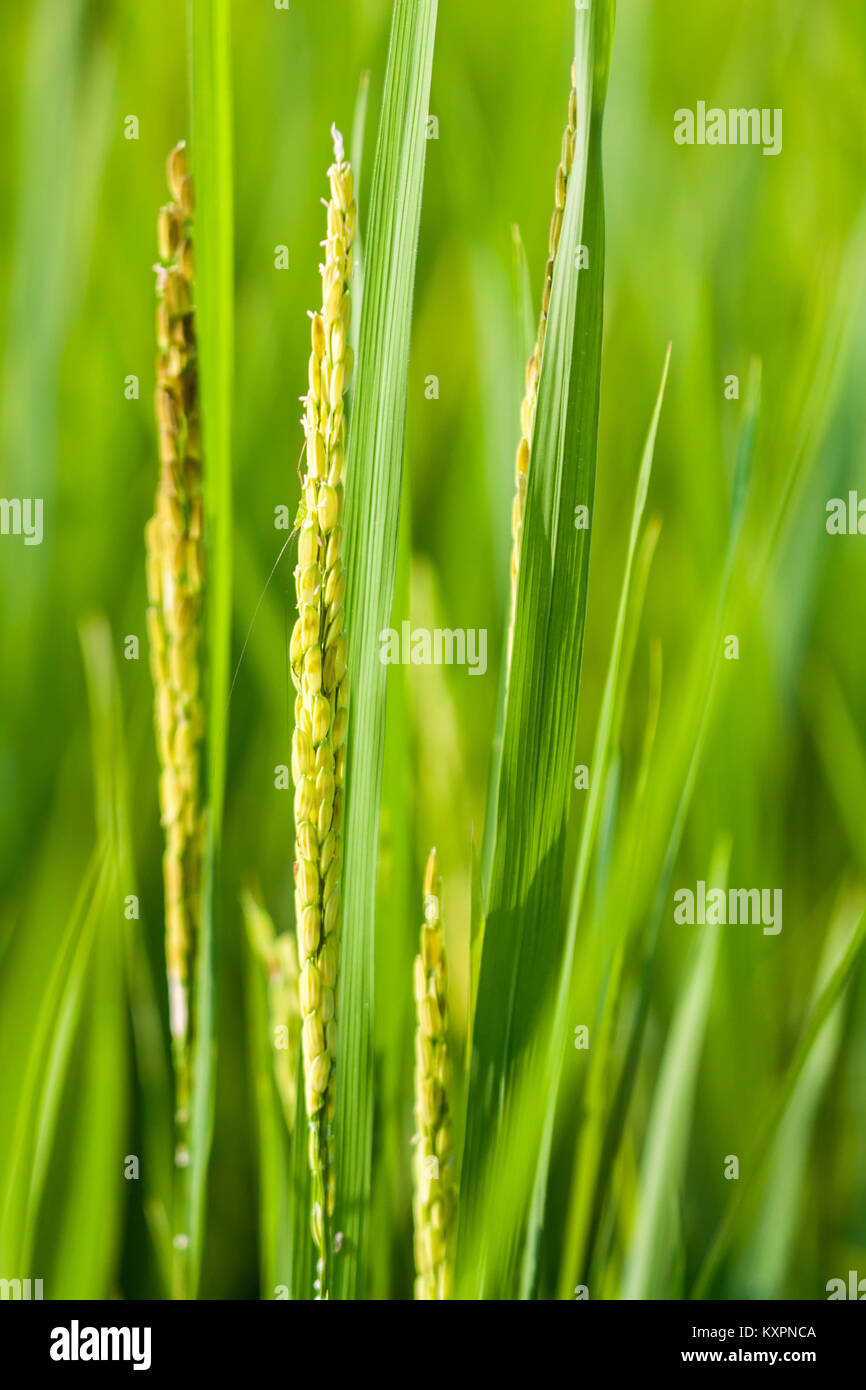 Riz paddy en vert champ Banque de photographies et d’images à haute ...