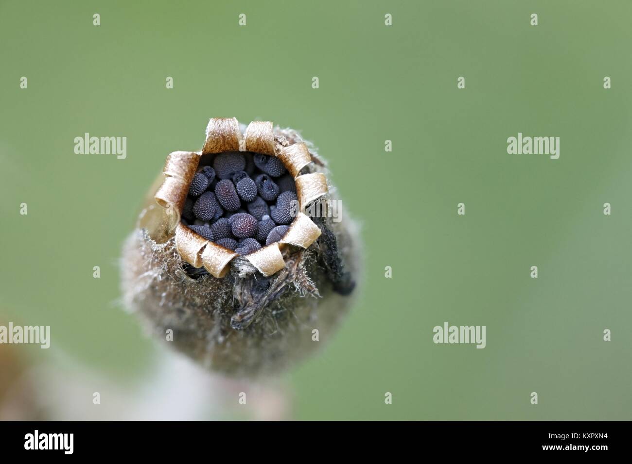 Red campion silene dioica seeds Banque de photographies et d’images à ...