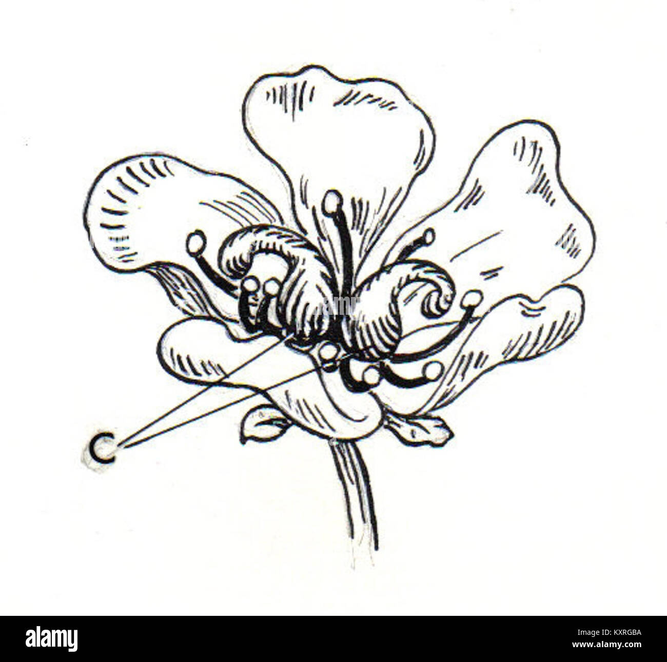 Un carpelle est l'organe reproducteur femelle d'une fleur, y compris l ...