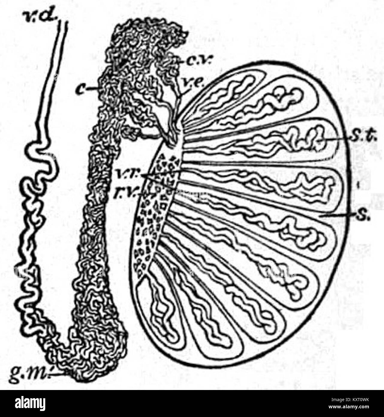 EB1911 Système de reproduction, dans l'anatomie et de l'épididyme ...