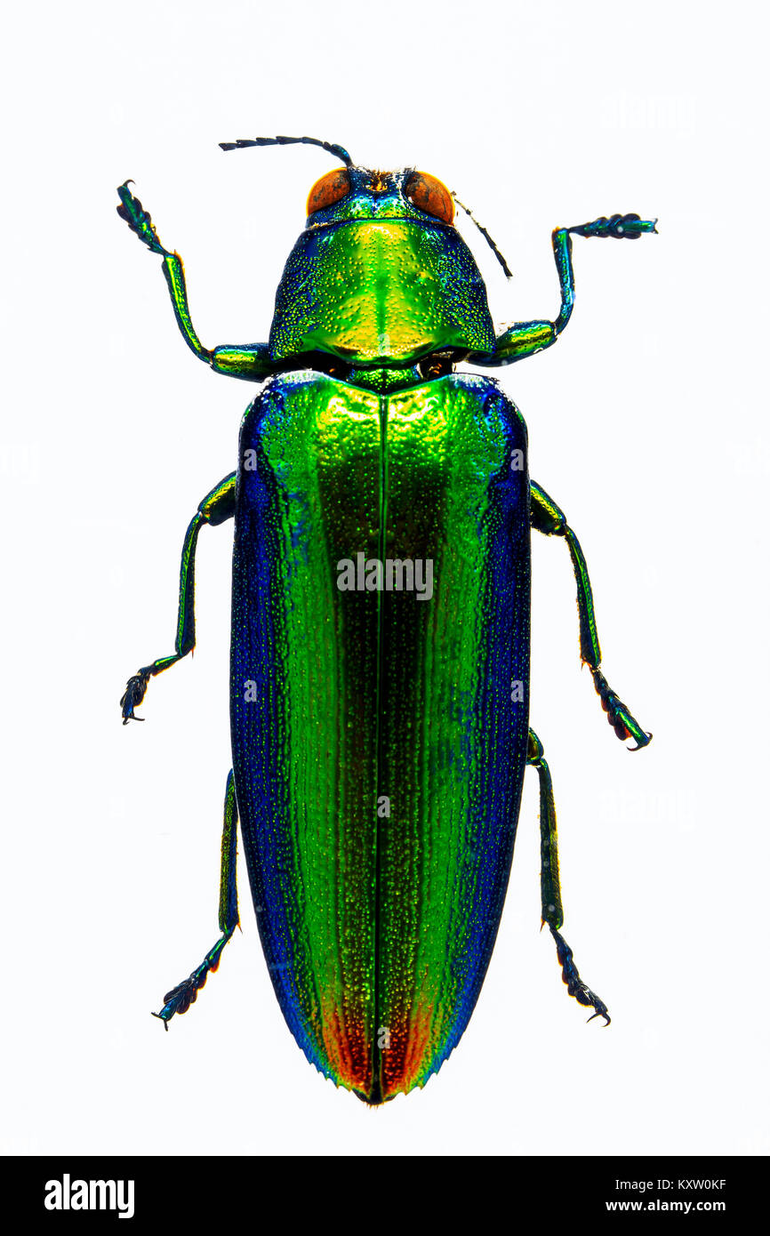 Insectes de bali Banque d'images détourées - Alamy