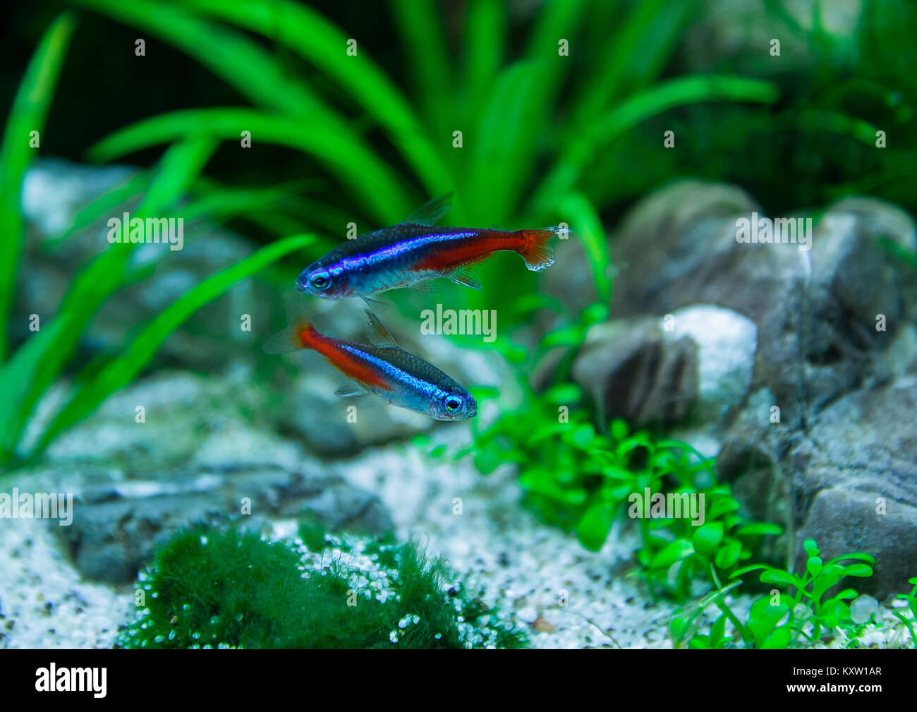 Apistogramma ramirezi Banque de photographies et d’images à haute ...