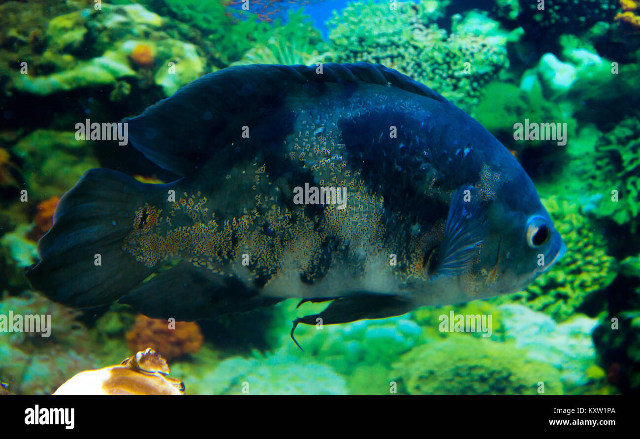 Astronotus ocellatus Banque de photographies et d’images à haute ...