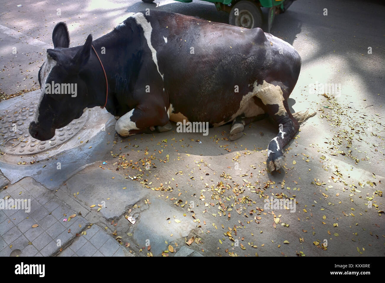 Vache sacrée en Inde. Hindu principe du caractère sacré de toute vie, y ...