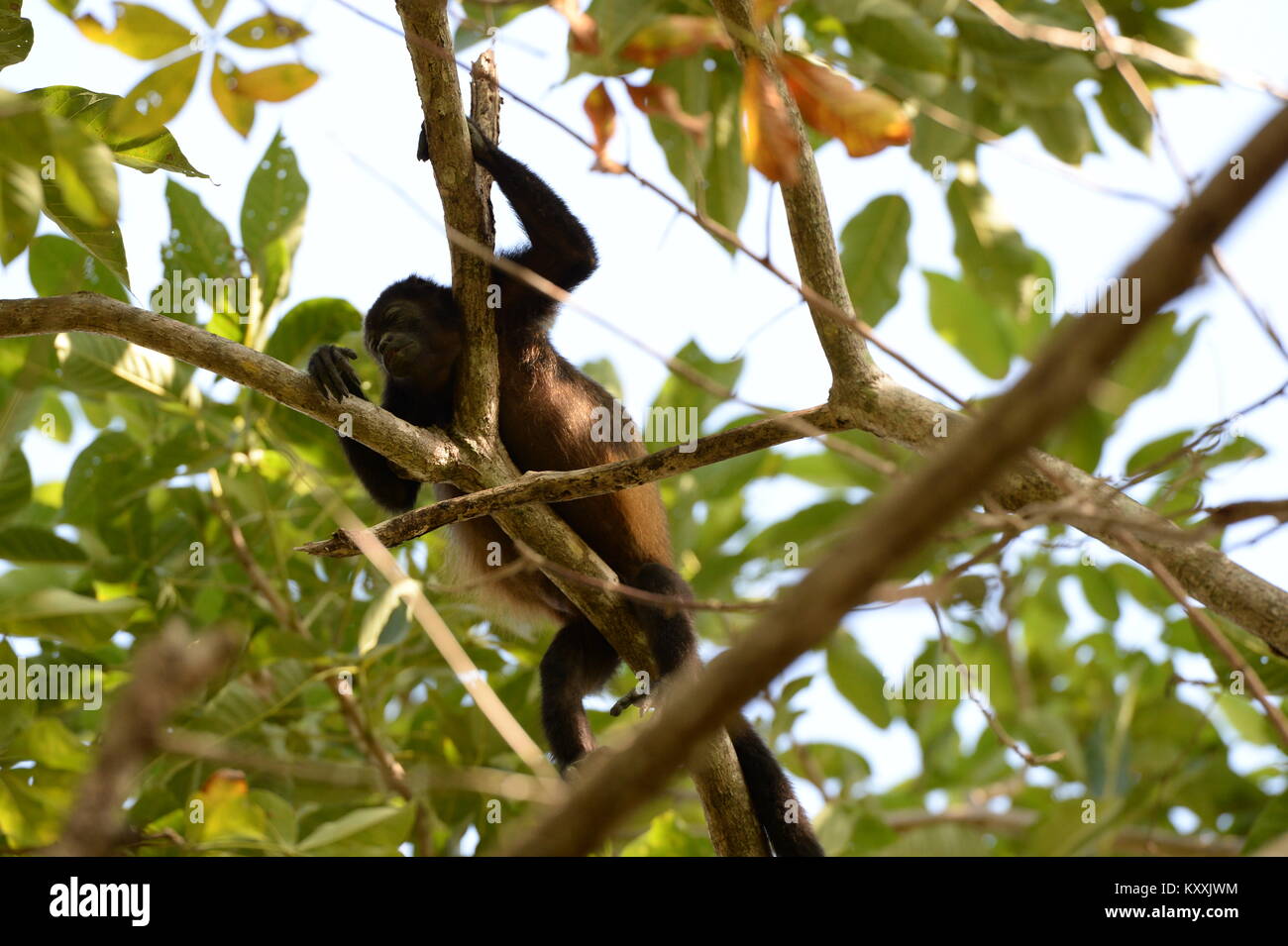Singes qui se balancent dans les arbres Banque de photographies et d ...