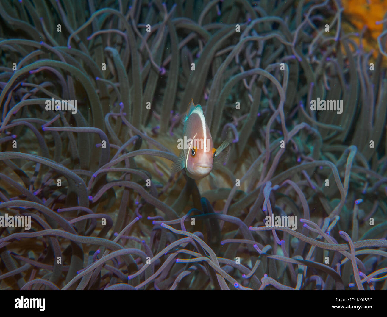 Swimming anemone Banque de photographies et d’images à haute résolution - Alamy