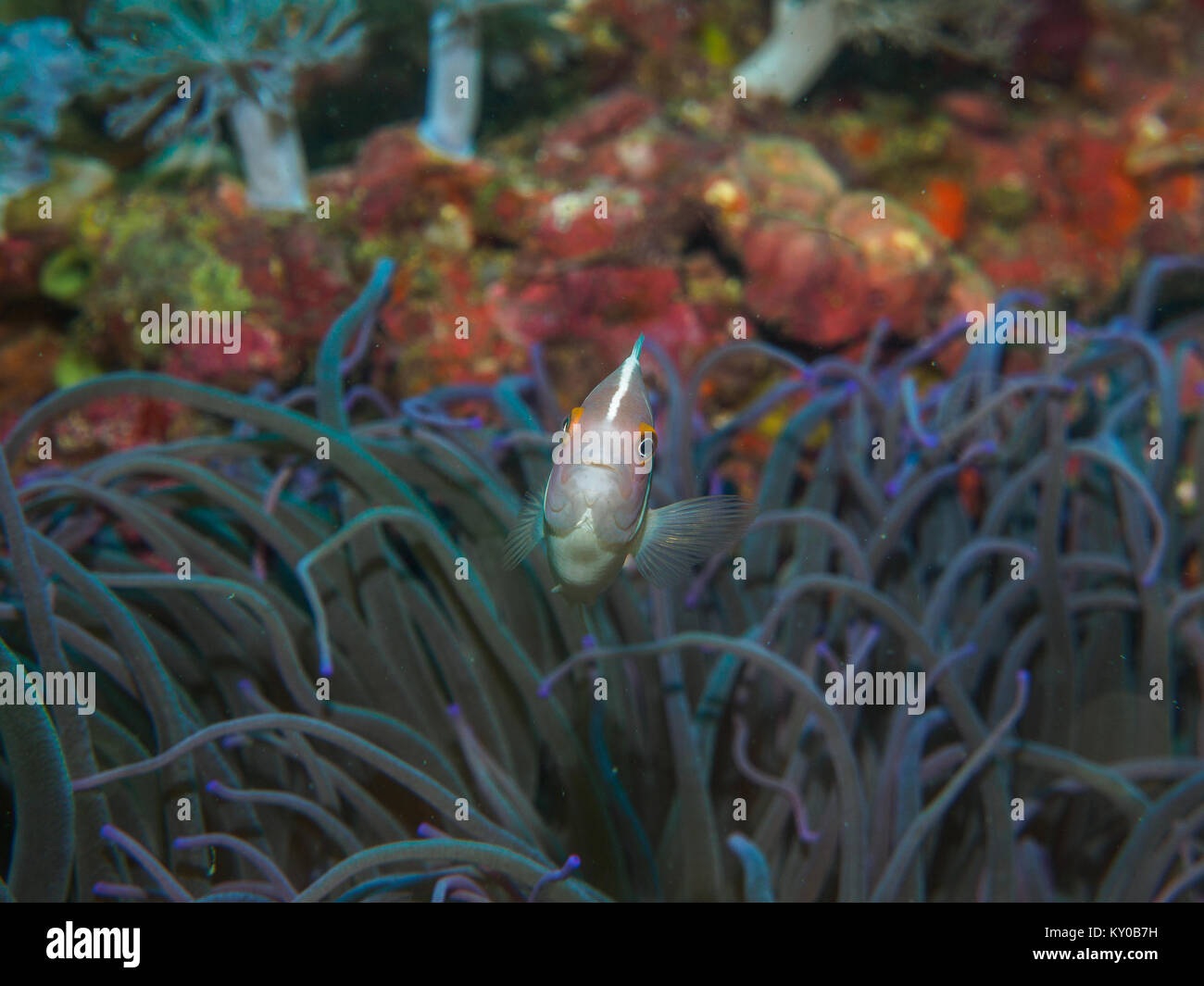 Swimming anemone Banque de photographies et d’images à haute résolution ...