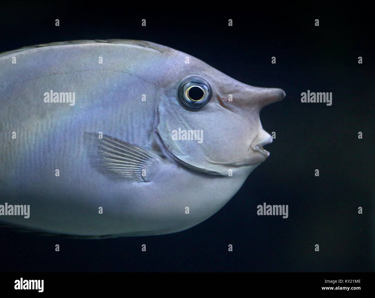 Neus doktersvis Banque de photographies et d’images à haute résolution ...