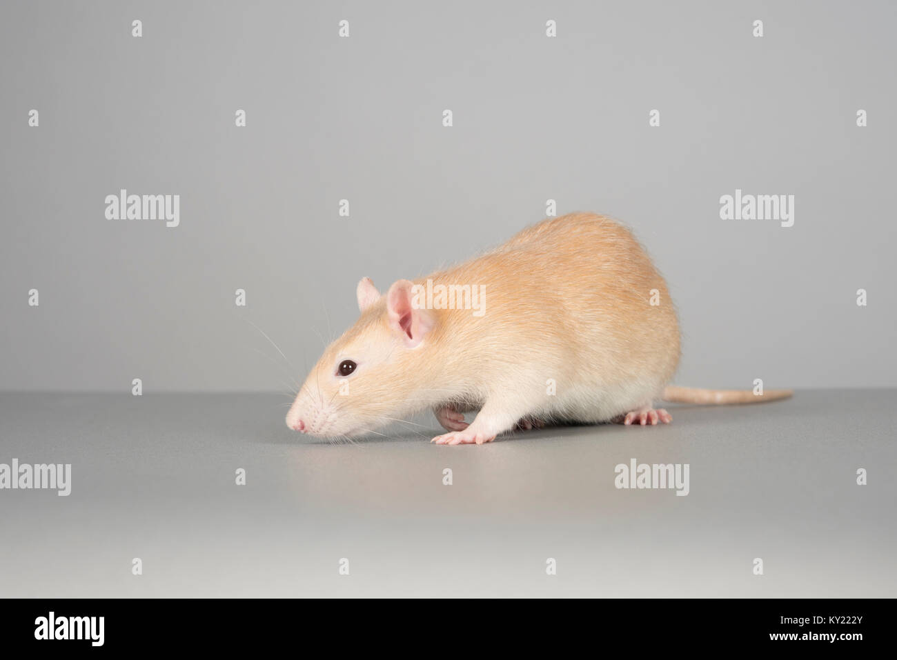 Rat de compagnie à longue queue Banque de photographies et d’images à ...