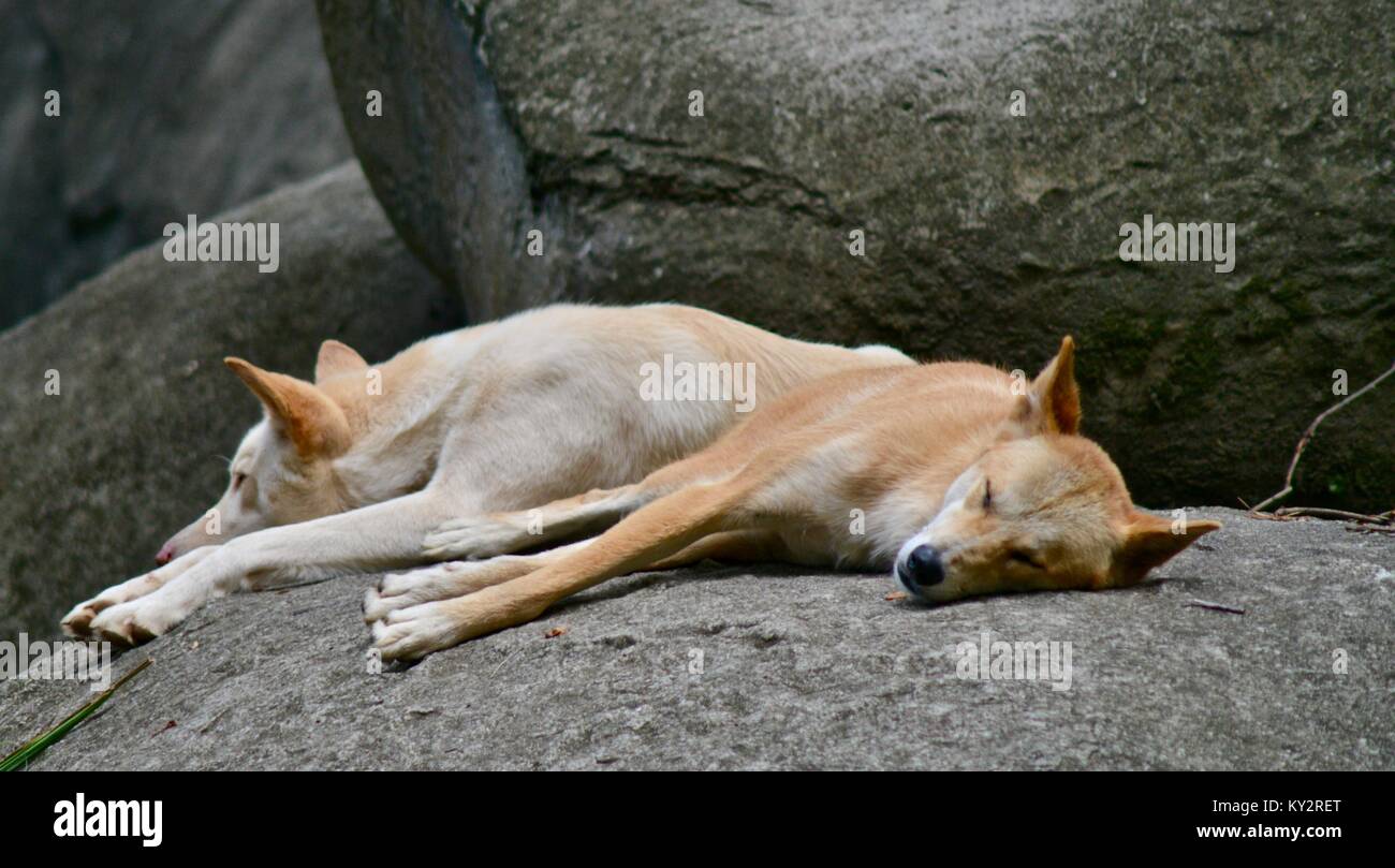 Australia zoo a top tourist attraction australia Banque de ...