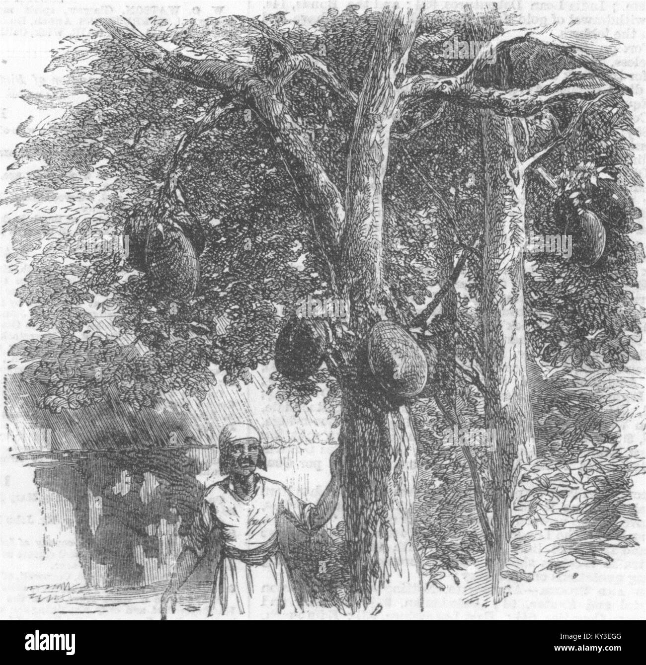 Jack tree fruit Banque d'images noir et blanc - Alamy