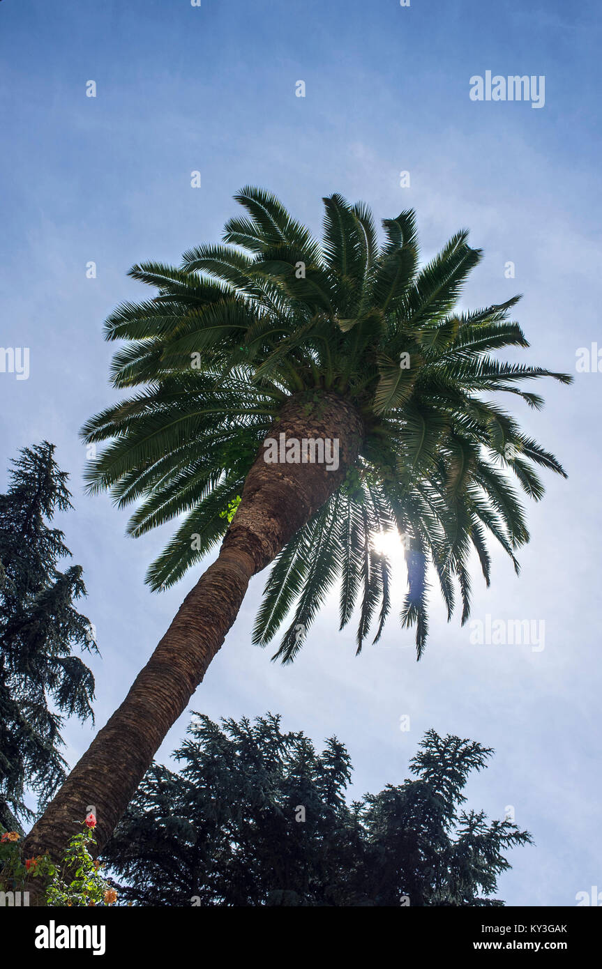 Phoenix canariensis - île des Canaries date palm Photo Stock - Alamy