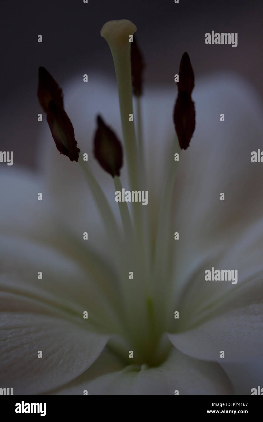 Lys vierge marie Banque de photographies et d’images à haute résolution - Alamy