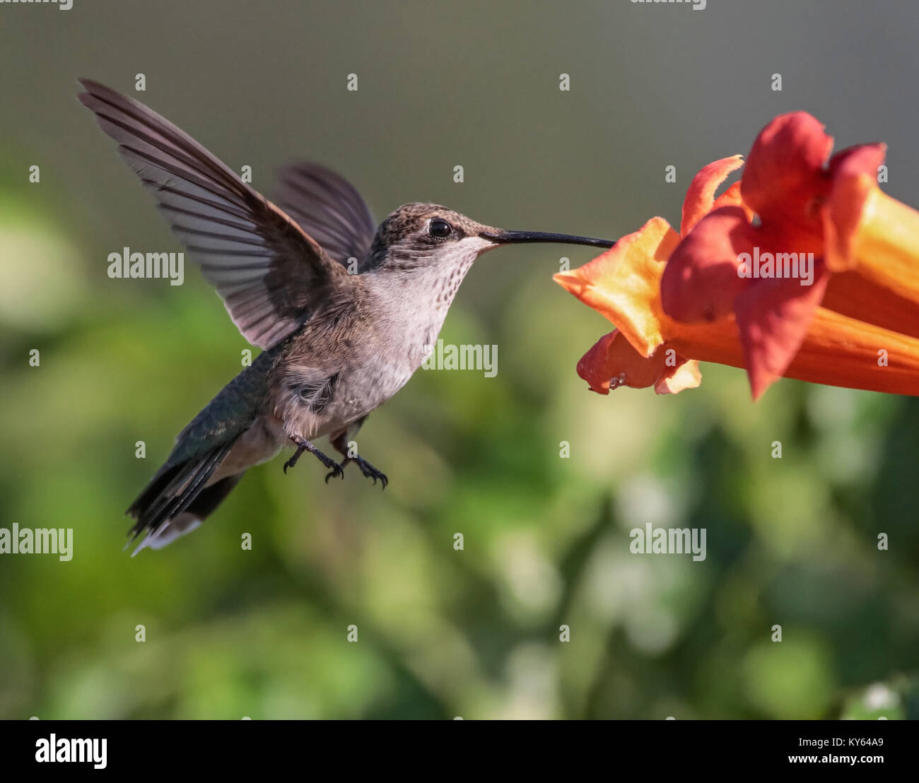 Magnifique colibri Banque de photographies et d’images à haute ...